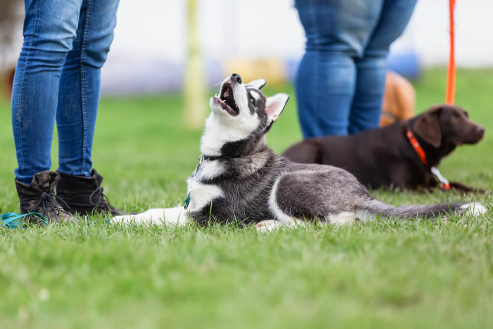 Training a Stubborn Dog – Union Lake Pet Services