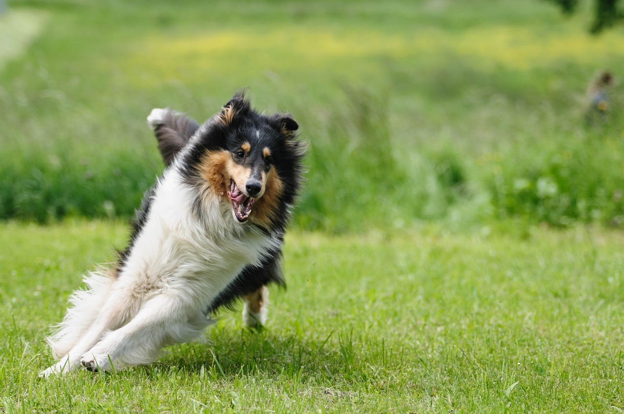 Stopping Your Dog from Chasing Animals – Union Lake Pet Services