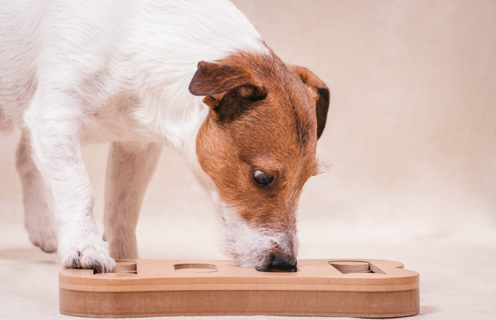Fun DIY Dog Puzzles For Fido Union Lake Pet Services