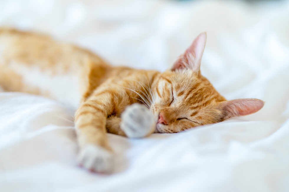 The Art of the Cat Nap – Union Lake Pet Services
