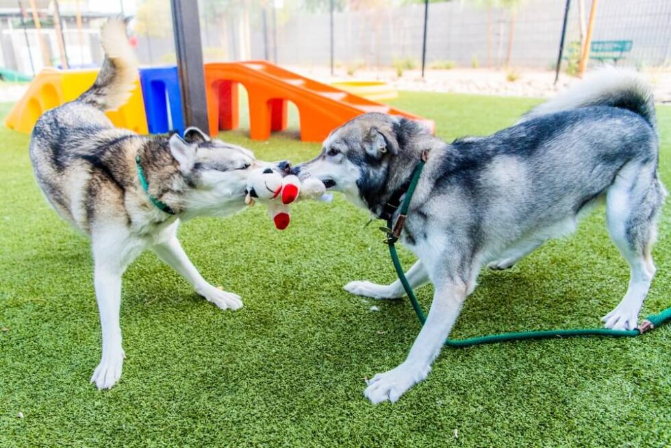 Common Dog Behavior Problems in Dog Daycare (and How We Solve Them) – Union Lake Pet Services