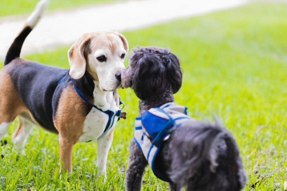 Why Puppy Socialization Matters So Much – Union Lake Pet Services